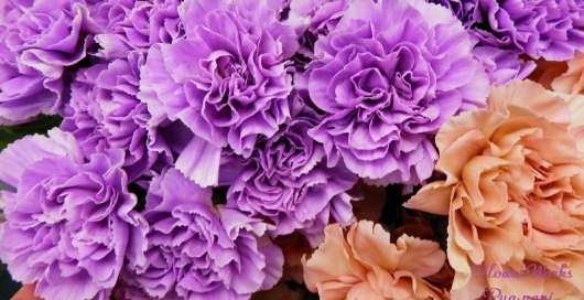 FlowerWorks Pua nani SUNTORY blue rose 【APPLAUSE】